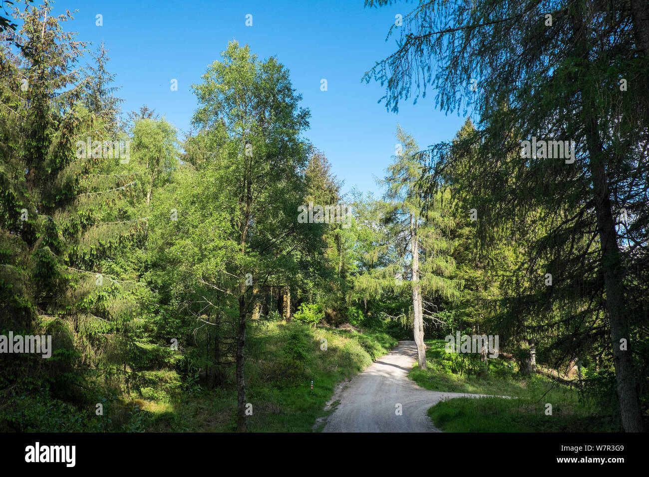Cycling,and,mountain,biking,trails,at,Grizedale,Forest,The Lakes,Lake ...