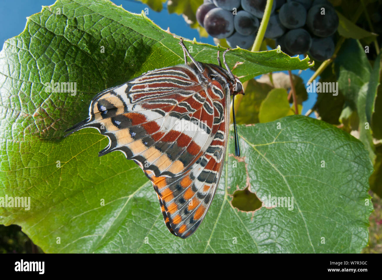 Two tailed pasha butterfly hi-res stock photography and images - Alamy