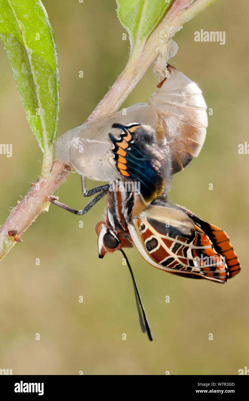 Emergence of Two-tailed Pasha butterfly (Charaxes jasius) Podere ...