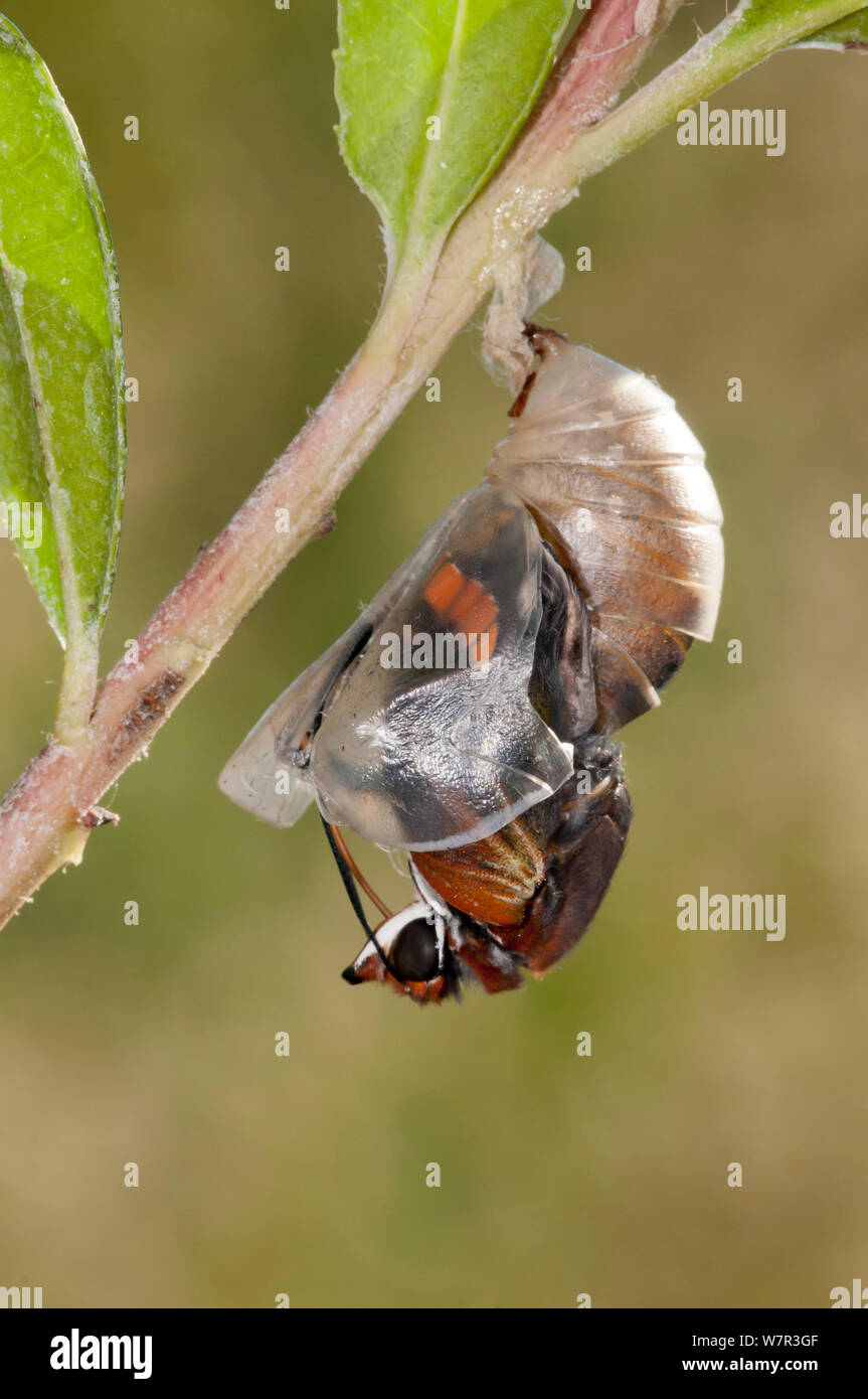 Emergence of Two-tailed Pasha butterfly (Charaxes jasius) Podere ...