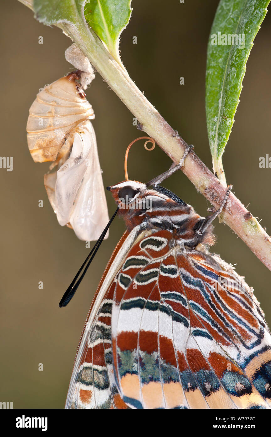 Newly emerged adult Two-tailed Pasha butterfly (Charaxes jasius) Podere ...
