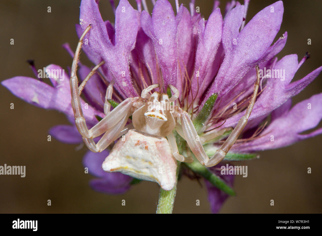 Pink crab spider hi-res stock photography and images - Alamy