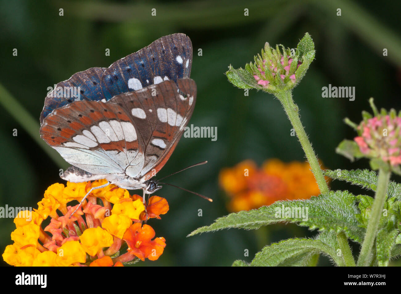 Butterflies of southern italy hi-res stock photography and images - Alamy