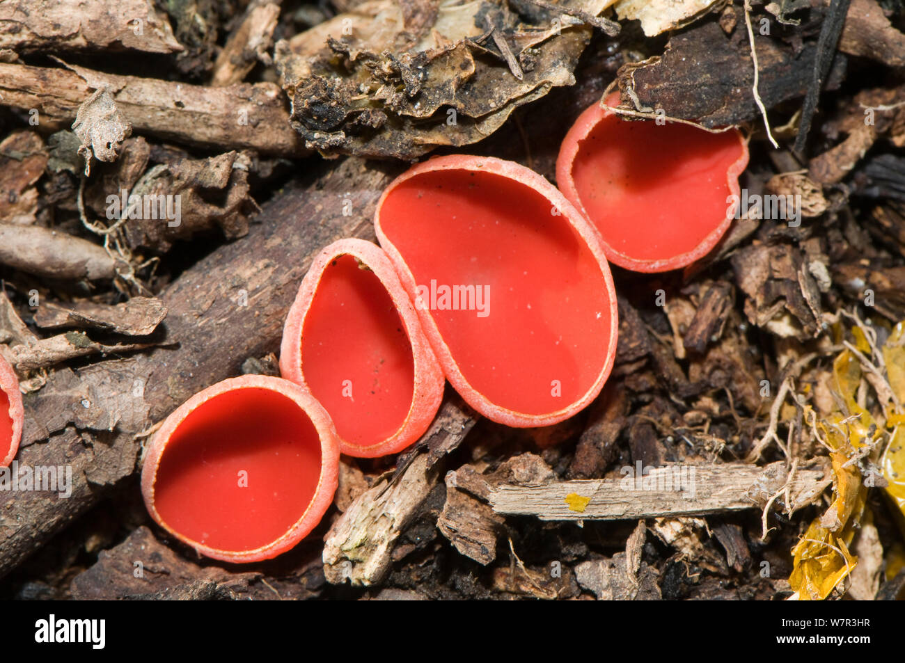 Scarlet cup fungus (Sarcoscypha coccinea) Orvieto, Umbria, Italy ...