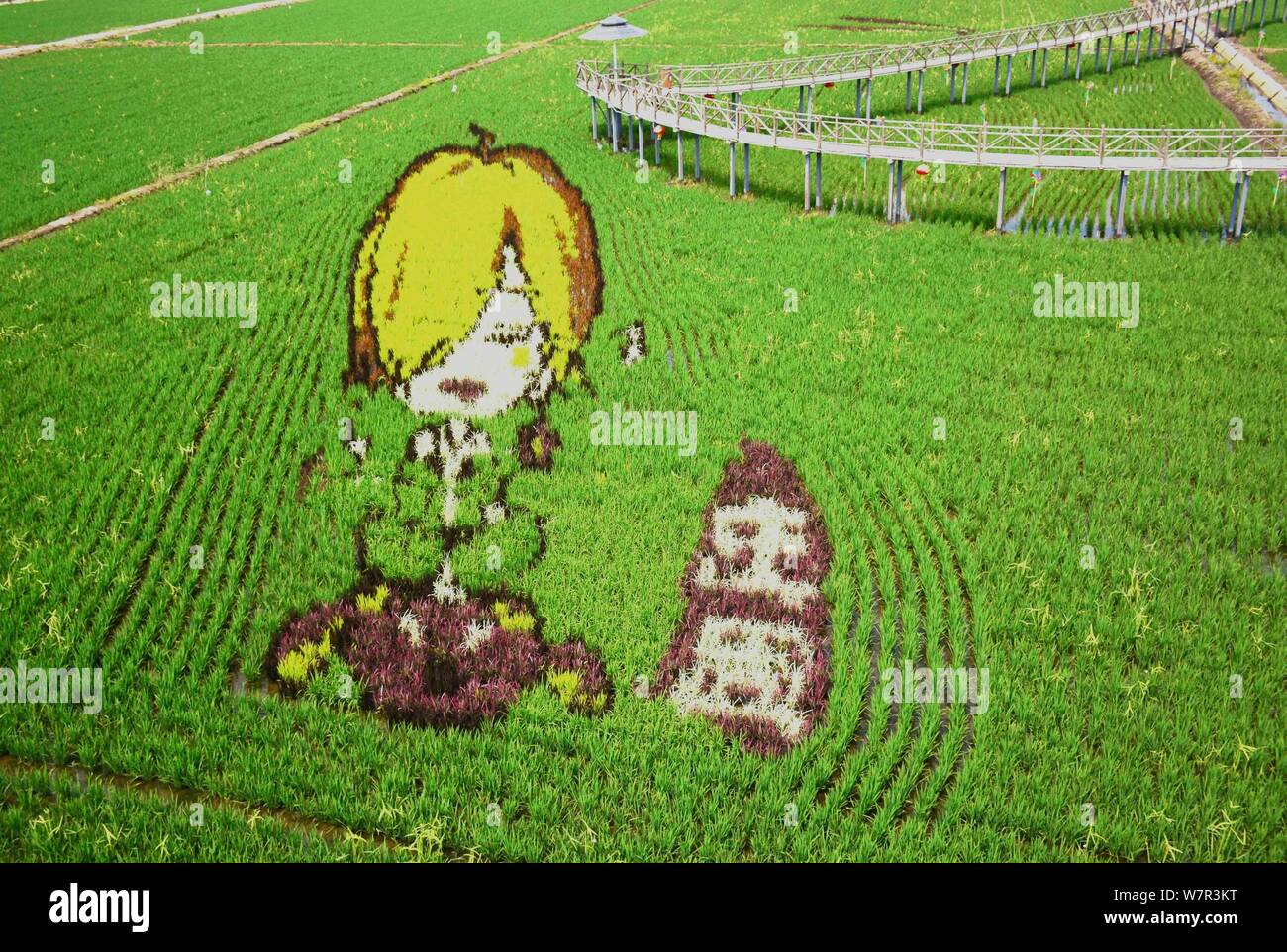 A 3D rice paddy painting is on display at paddy fields in Shenyang city ...