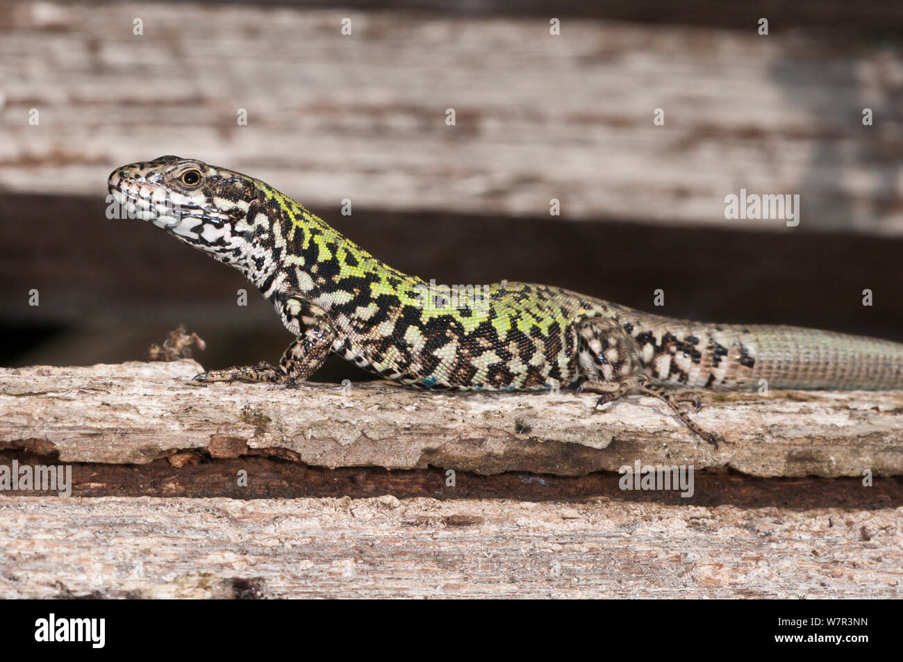 Lizard podarcis sicula hi-res stock photography and images - Alamy