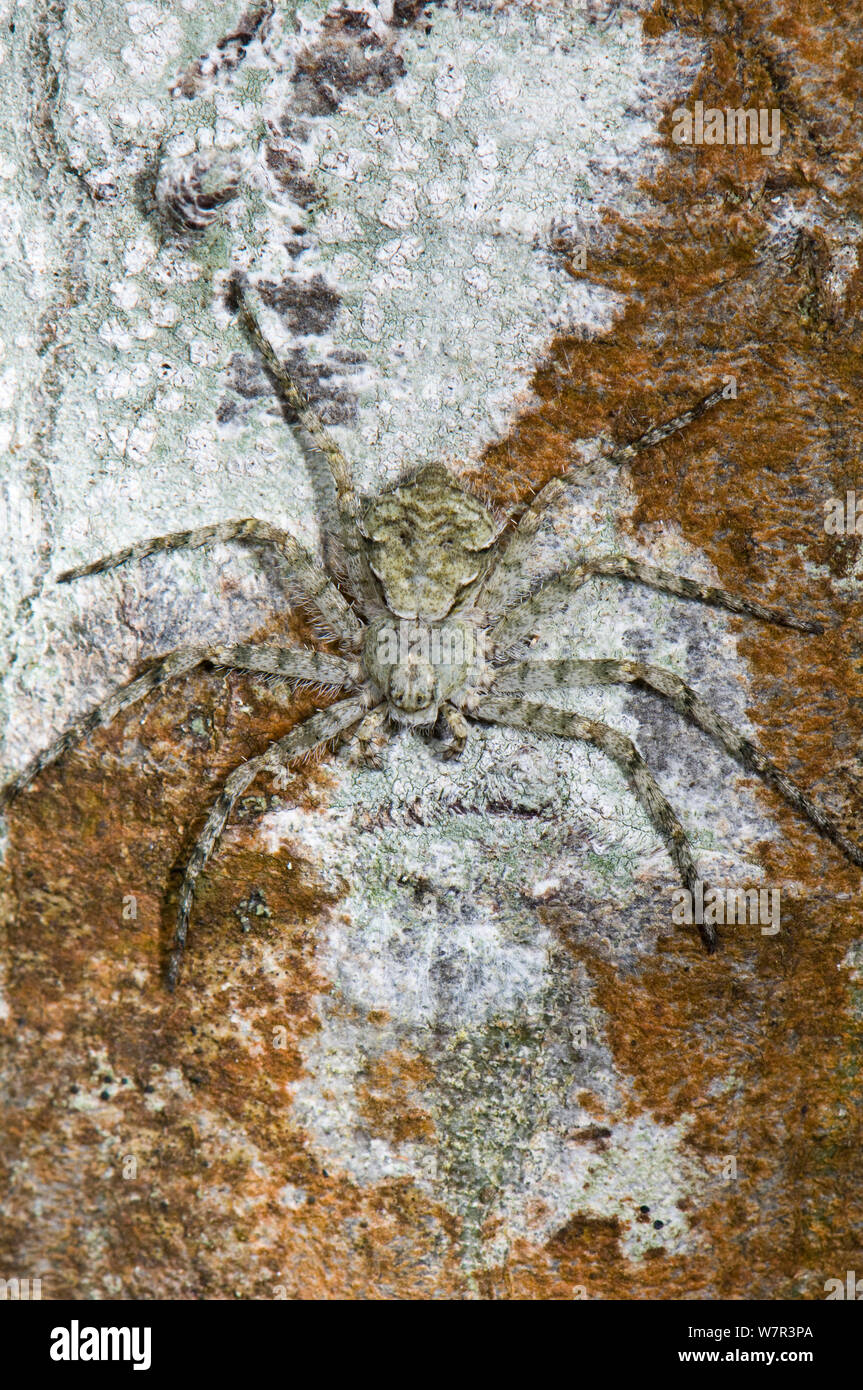Lichen spider hi-res stock photography and images - Alamy