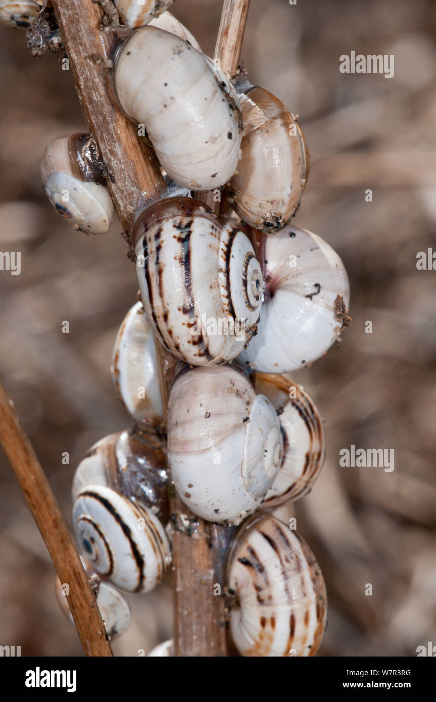 Aestivation hi-res stock photography and images - Alamy