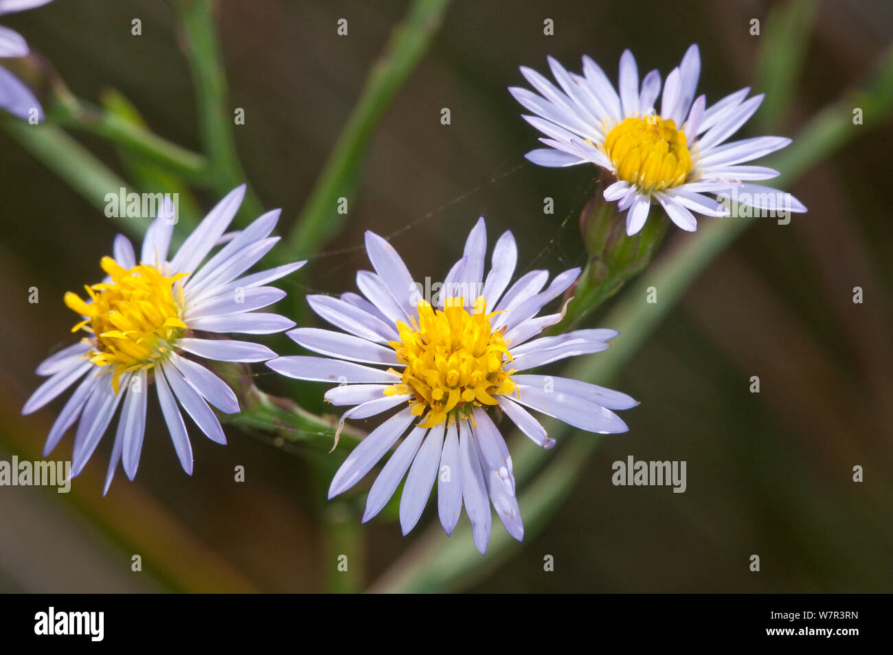 Sea Aster (Aster tripolium) in flower, Pescia Roman, near Tarquinia ...