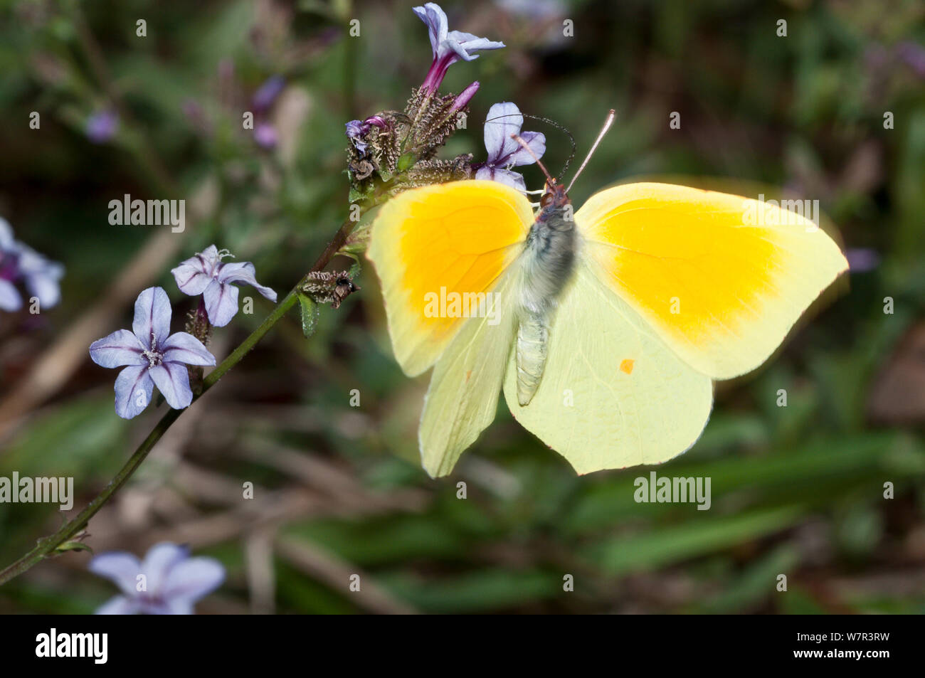 Cleopatra butterfly (Gonepteryx cleopatra) male feeding, near Pescia ...