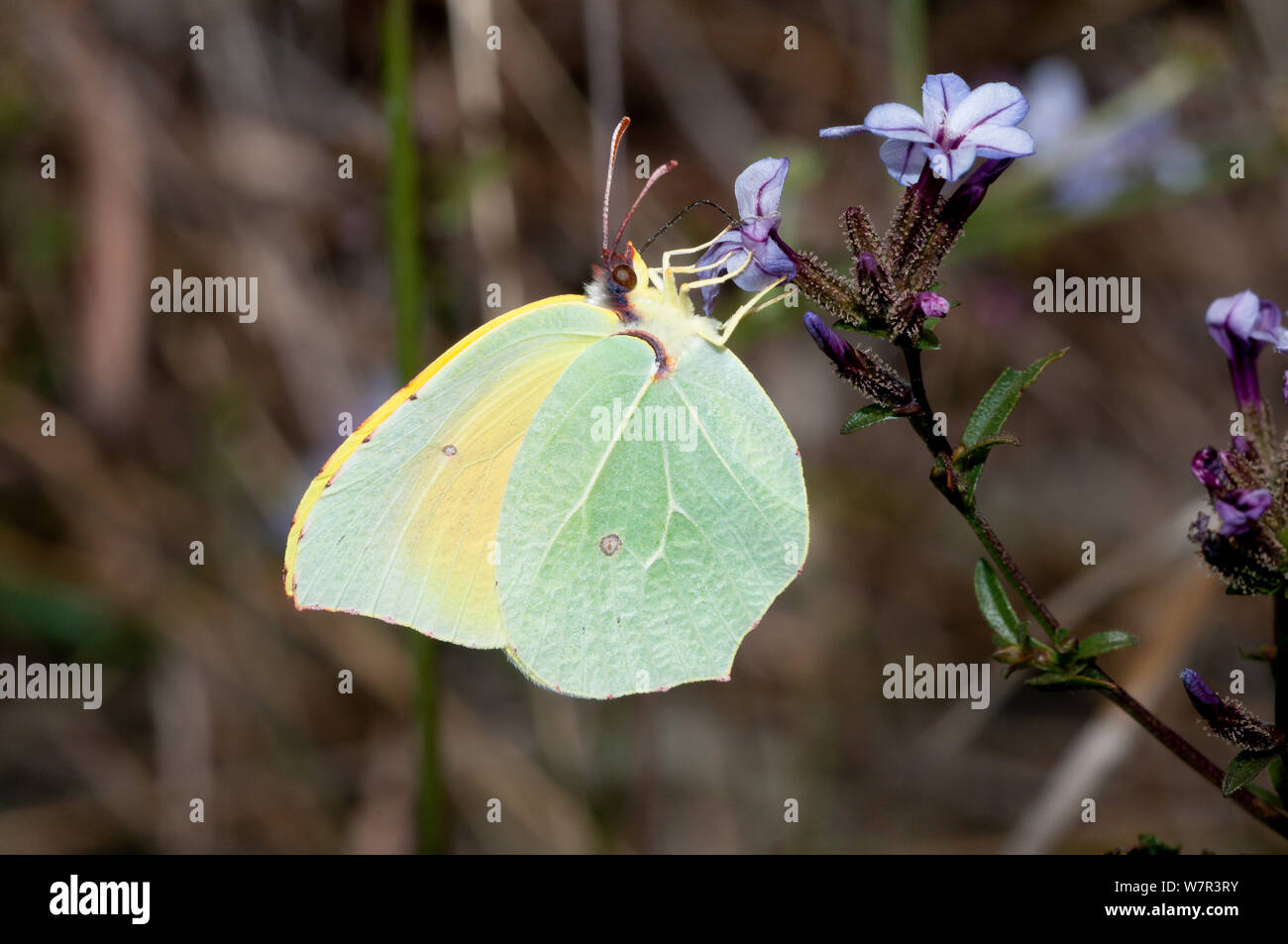 Cleopatra butterfly (Gonepteryx cleopatra) male feeding, near Pescia ...