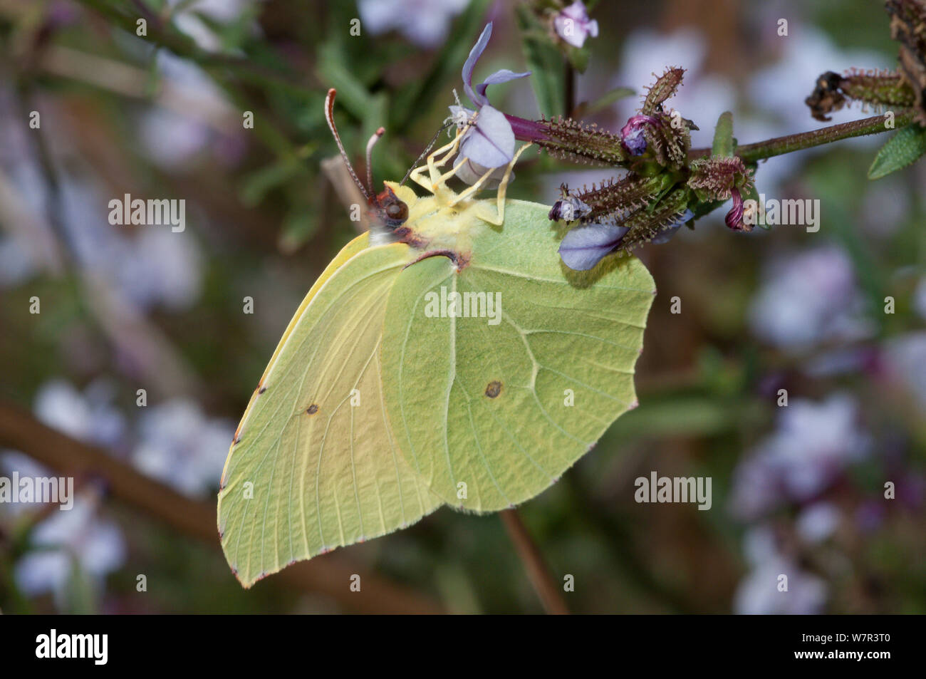 Cleopatra butterfly hi-res stock photography and images - Alamy