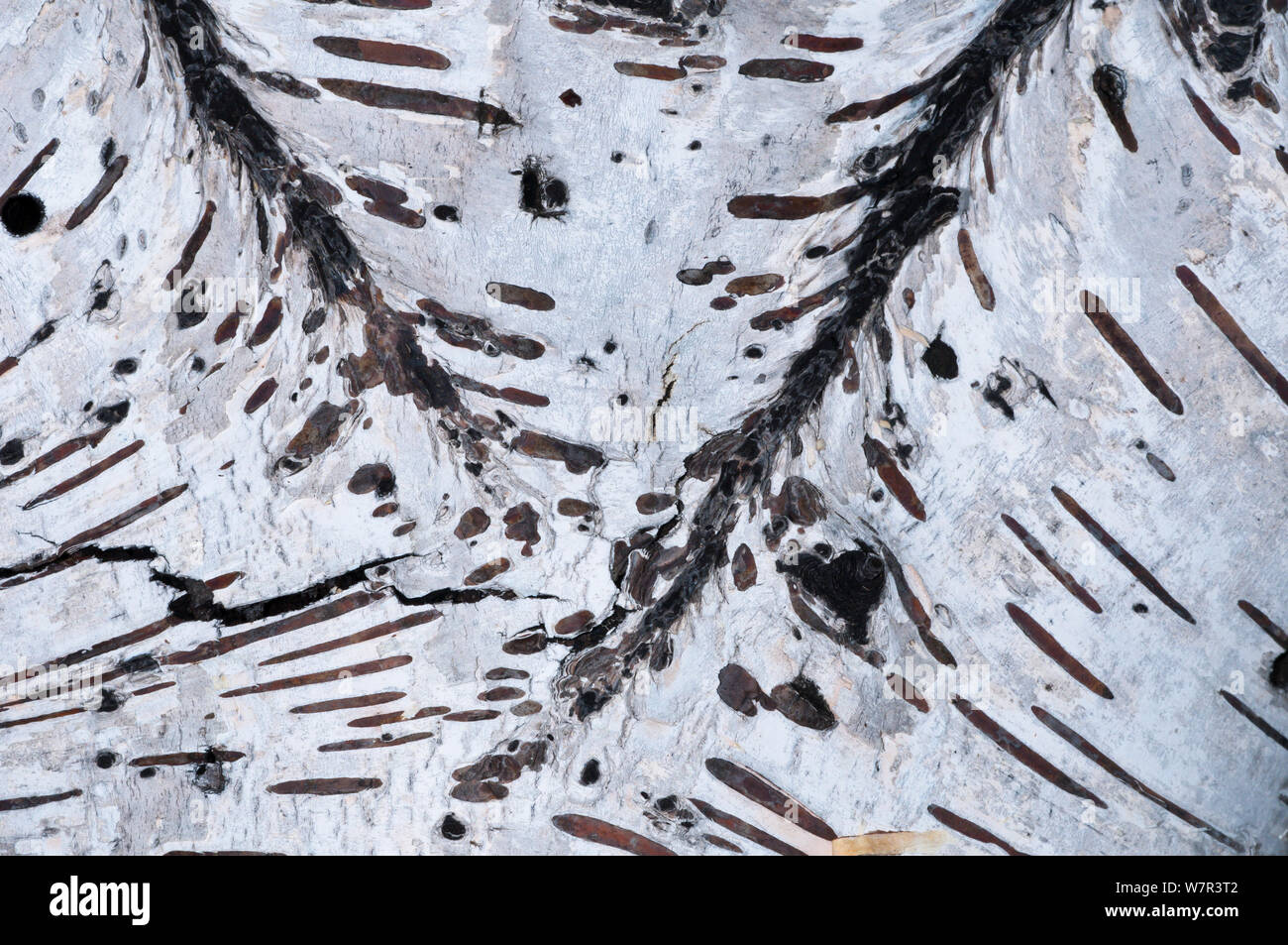 Silver Birch Bark High Resolution Stock Photography and Images - Alamy