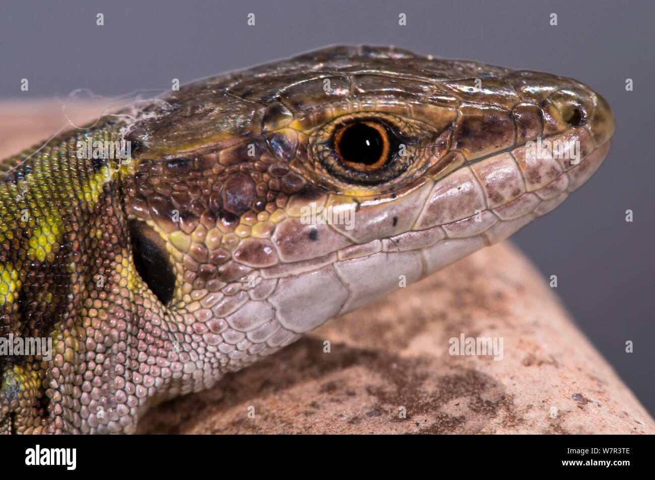 Reptiles in italy hi-res stock photography and images - Alamy
