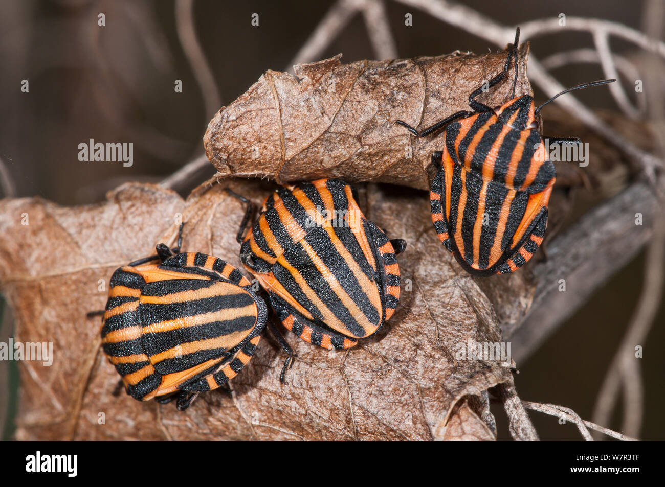 Shieldbugs hi-res stock photography and images - Alamy