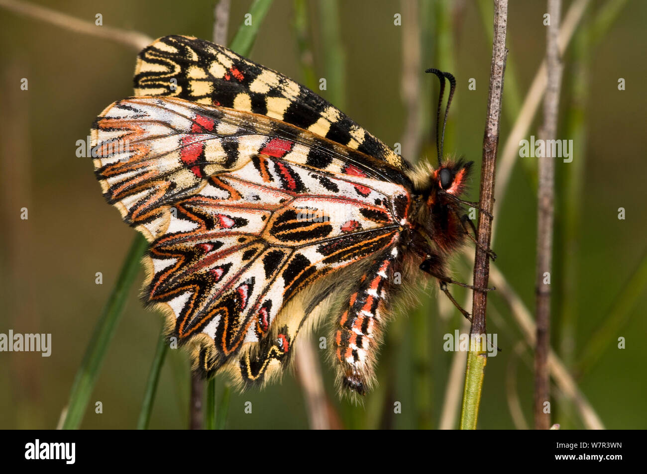 Butterflies of southern italy hi-res stock photography and images - Alamy