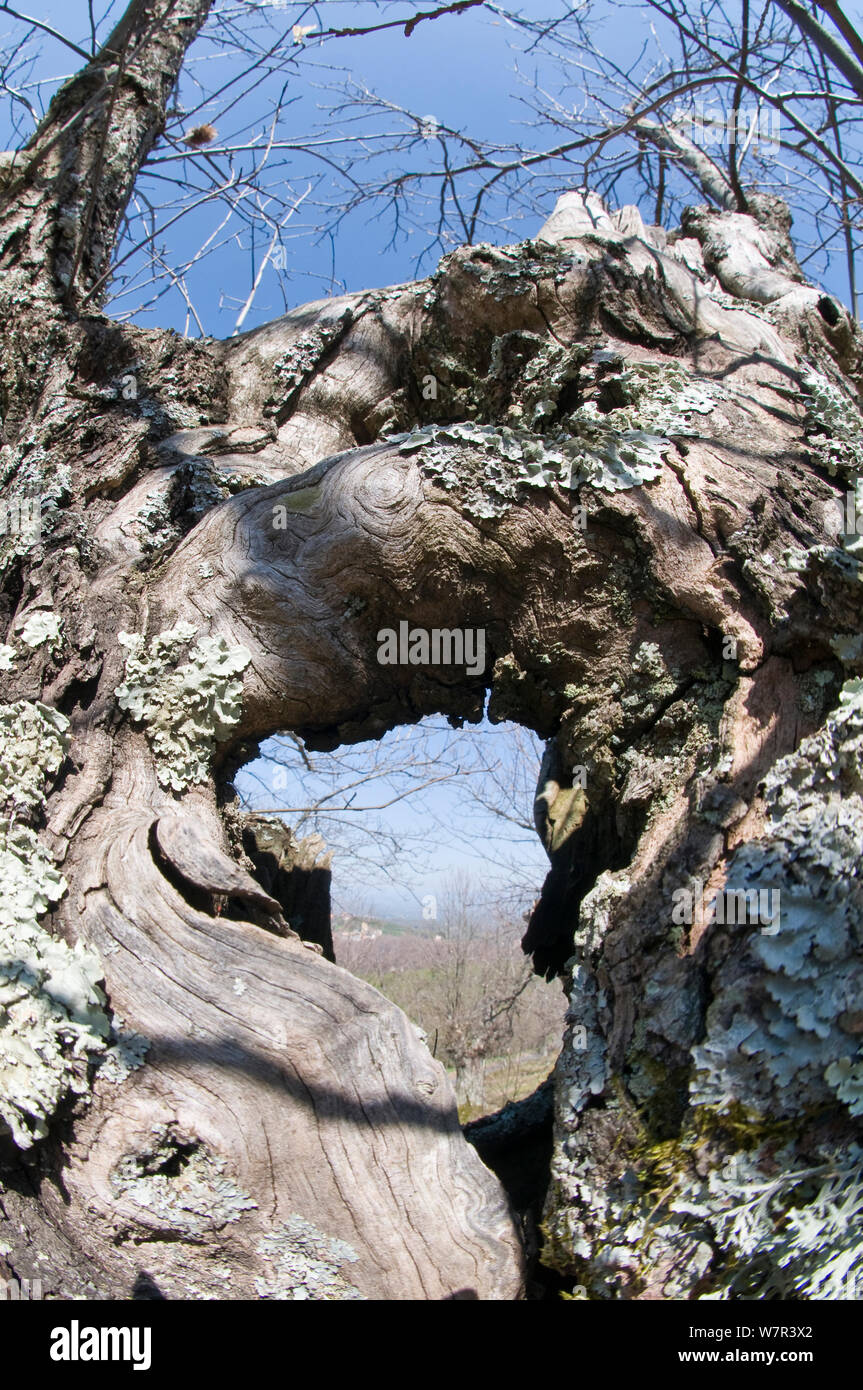 Ancient chestnut tree trunk (Castanea sativa) covered in lichen, on ...