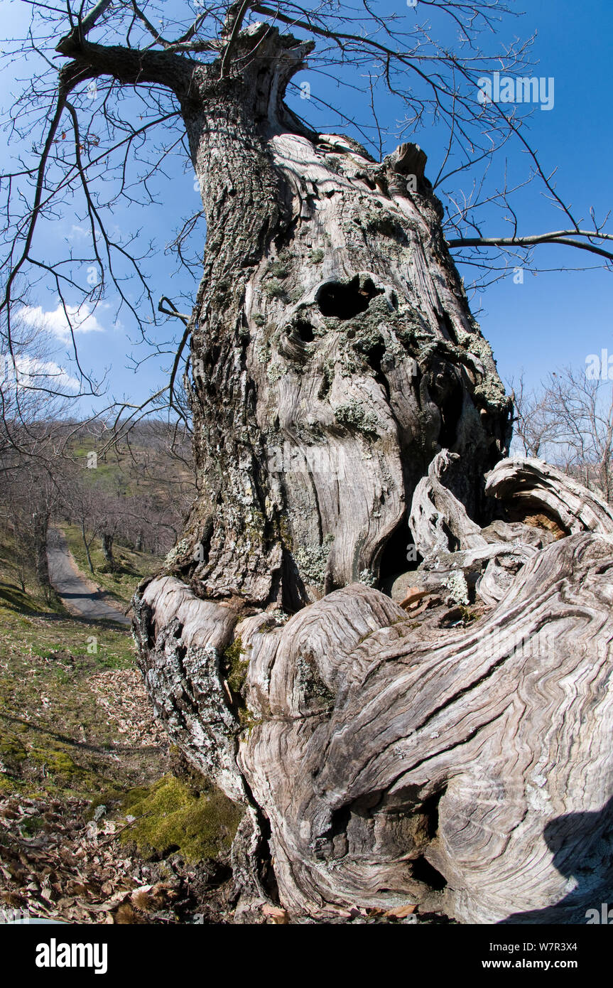 Chestnut trees italy hi-res stock photography and images - Alamy
