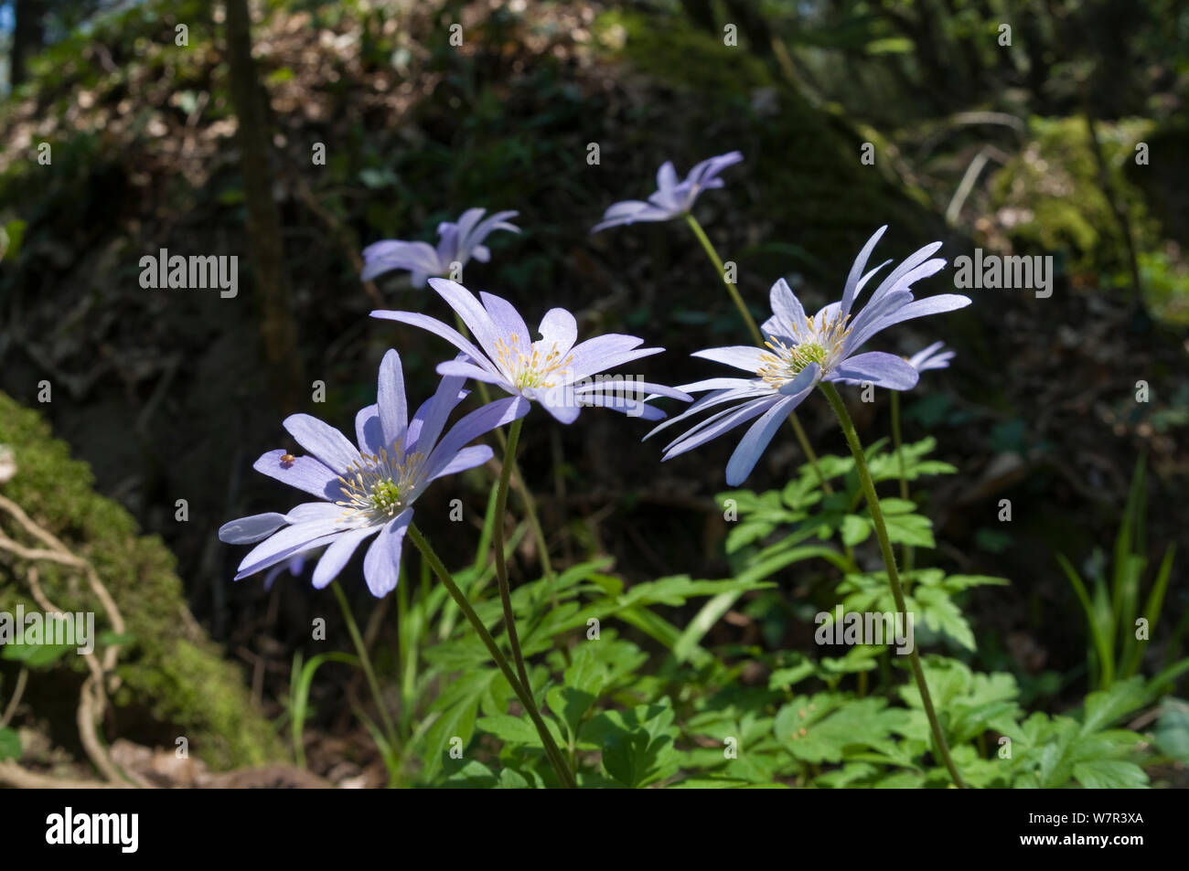 Anemone ranunculaceae hi-res stock photography and images - Alamy