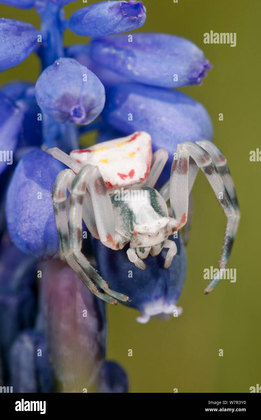 Pink crab spider – thomisus onustus hi-res stock photography and images ...