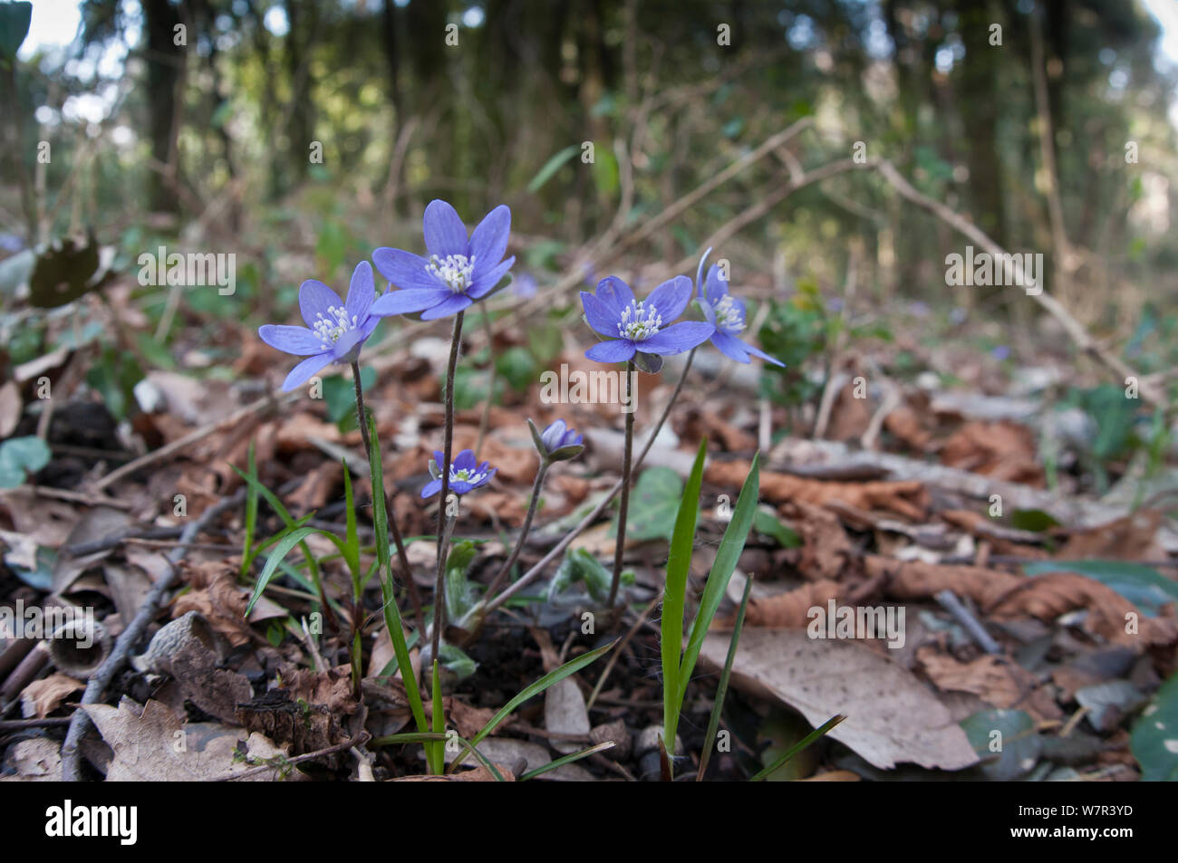 Blue flowers hepatica nobilis hi-res stock photography and images - Alamy