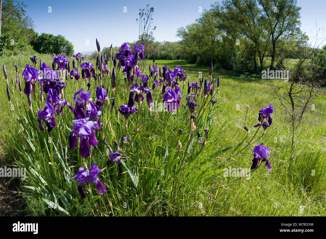 Iris germanica hi-res stock photography and images - Alamy