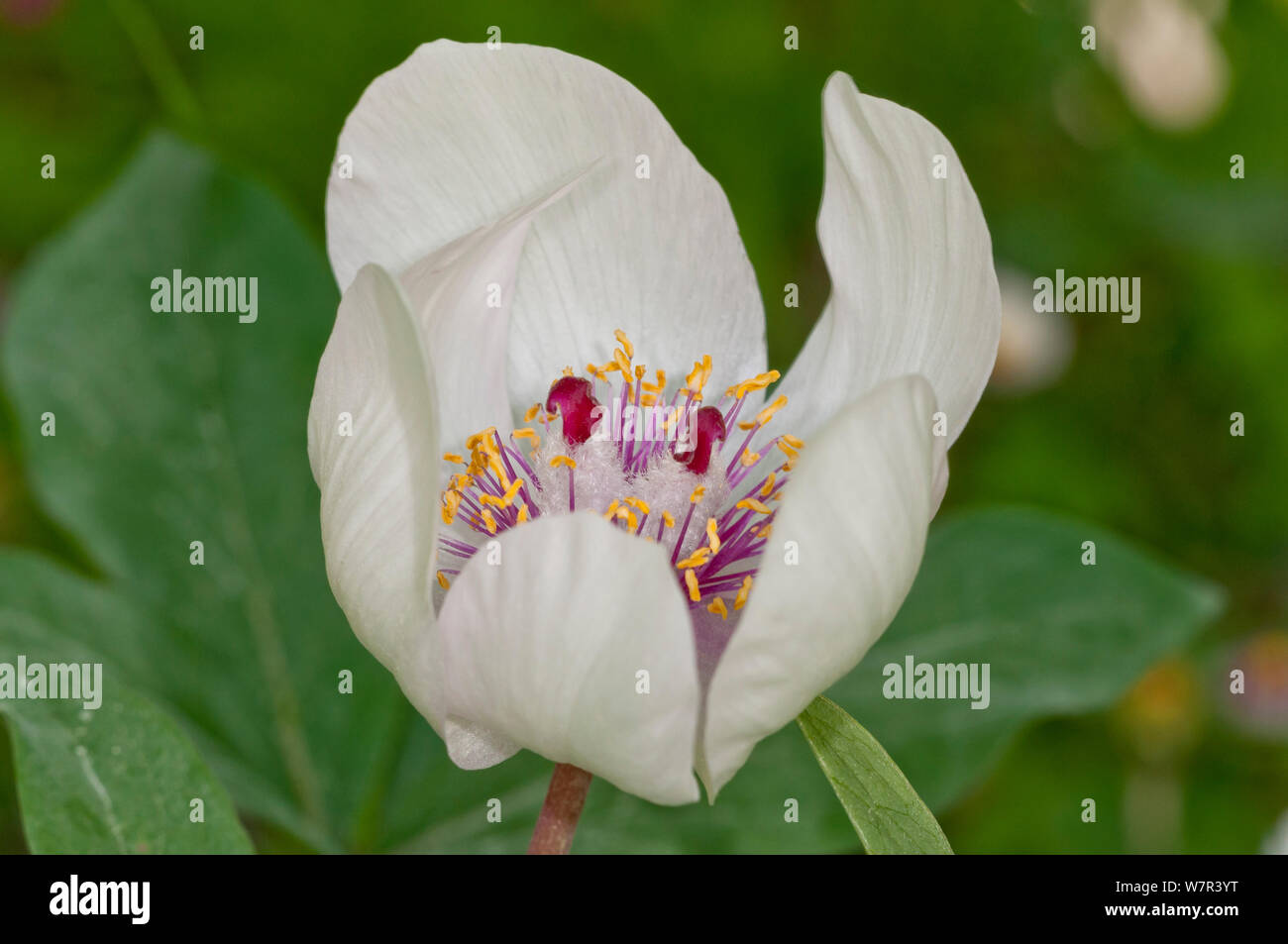 Paeonia Mascula Stock Photos & Paeonia Mascula Stock Images - Alamy