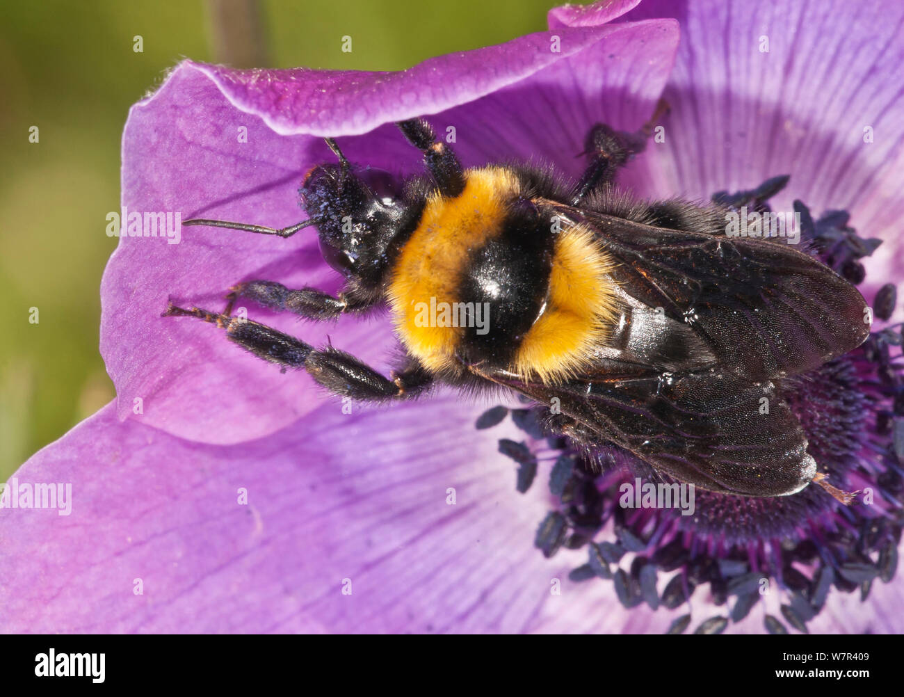 Pollinator insects hi-res stock photography and images - Alamy