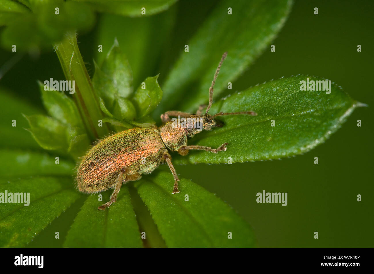 Rhynchites hi-res stock photography and images - Alamy