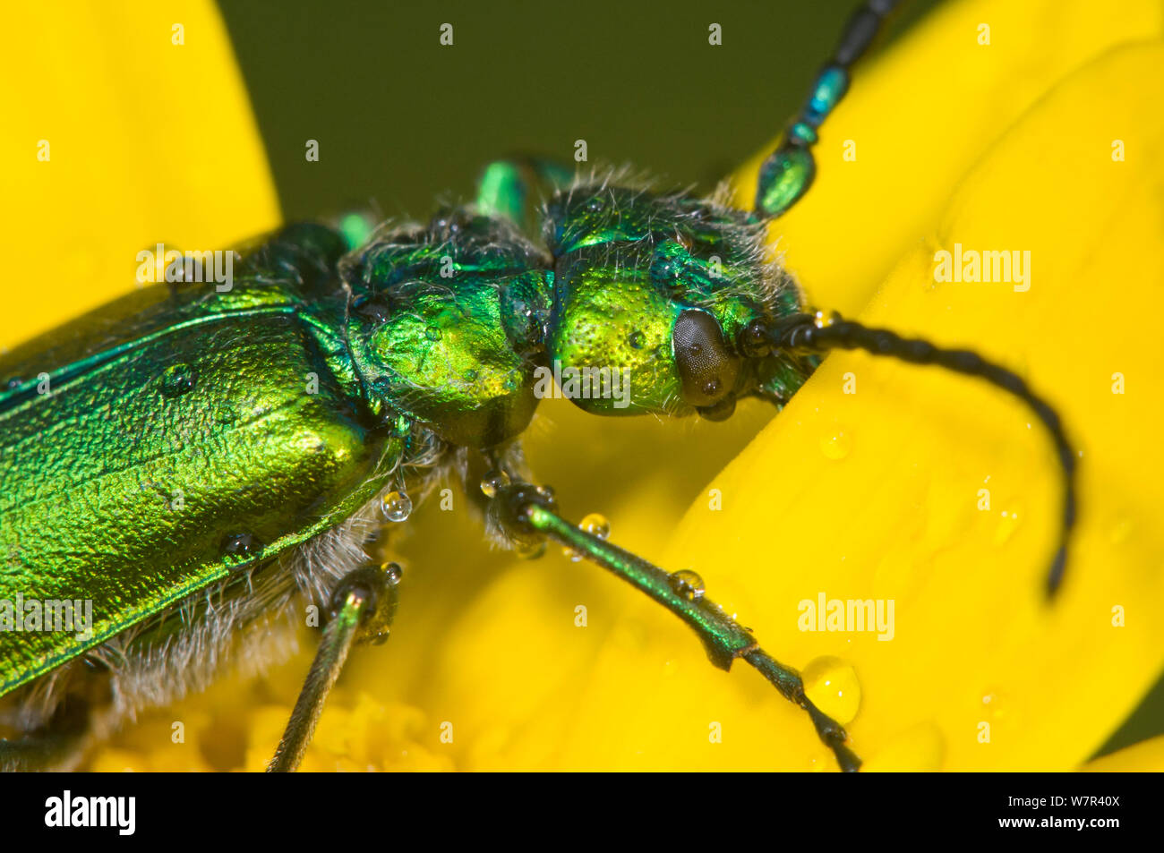 Green insects hi-res stock photography and images - Alamy