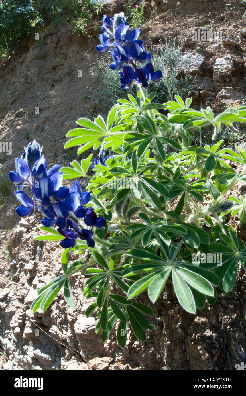 Lupinus angustifolius hi-res stock photography and images - Alamy