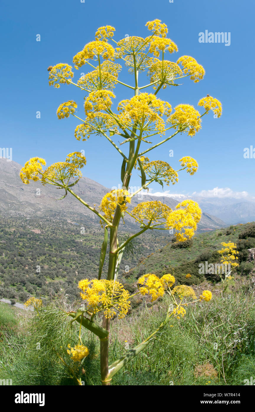 Giant fennel (Ferula communis) in flower, Gious Kambos, Spili, Crete ...