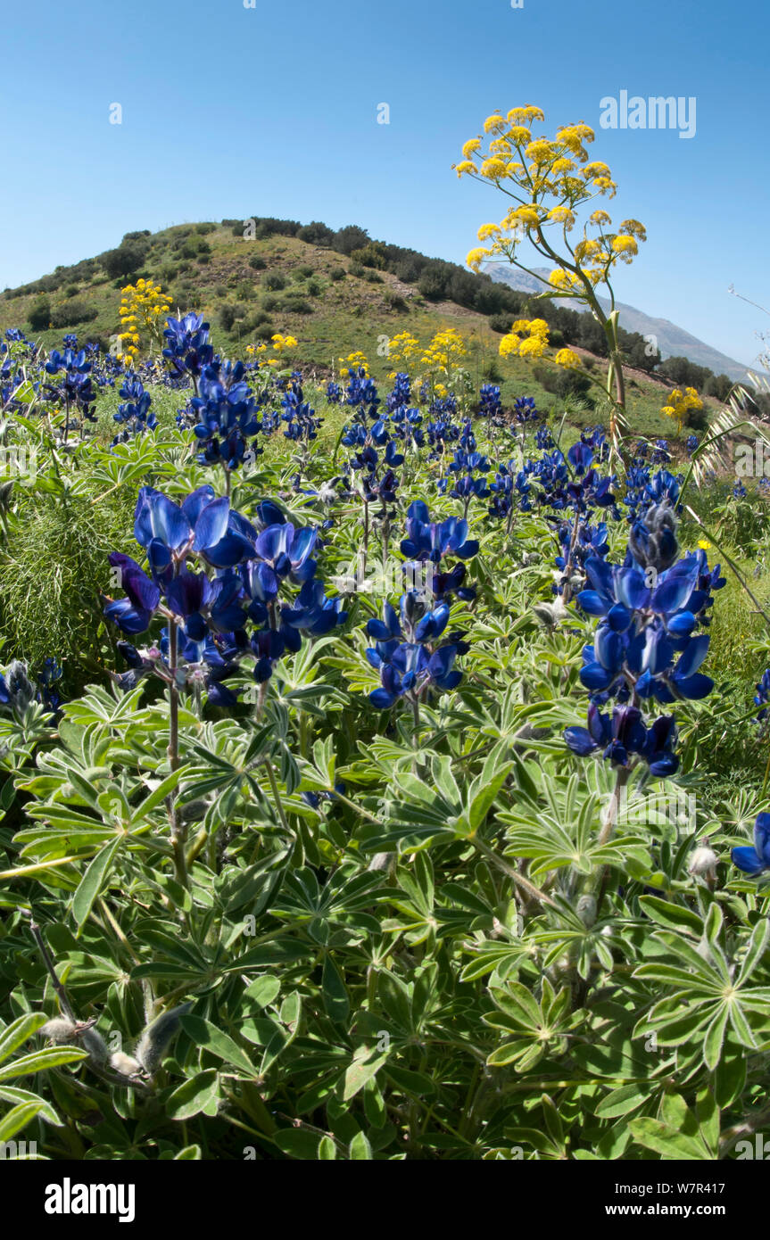 Giant fennel (Ferula communis) and Narrow leaved lupin (Lupinus ...