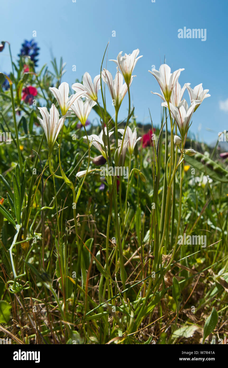 Genus of gagea hi-res stock photography and images - Alamy