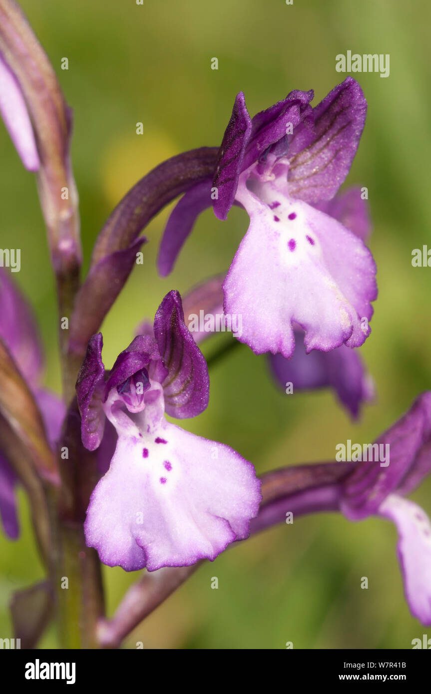 Borys orchid crete hi-res stock photography and images - Alamy