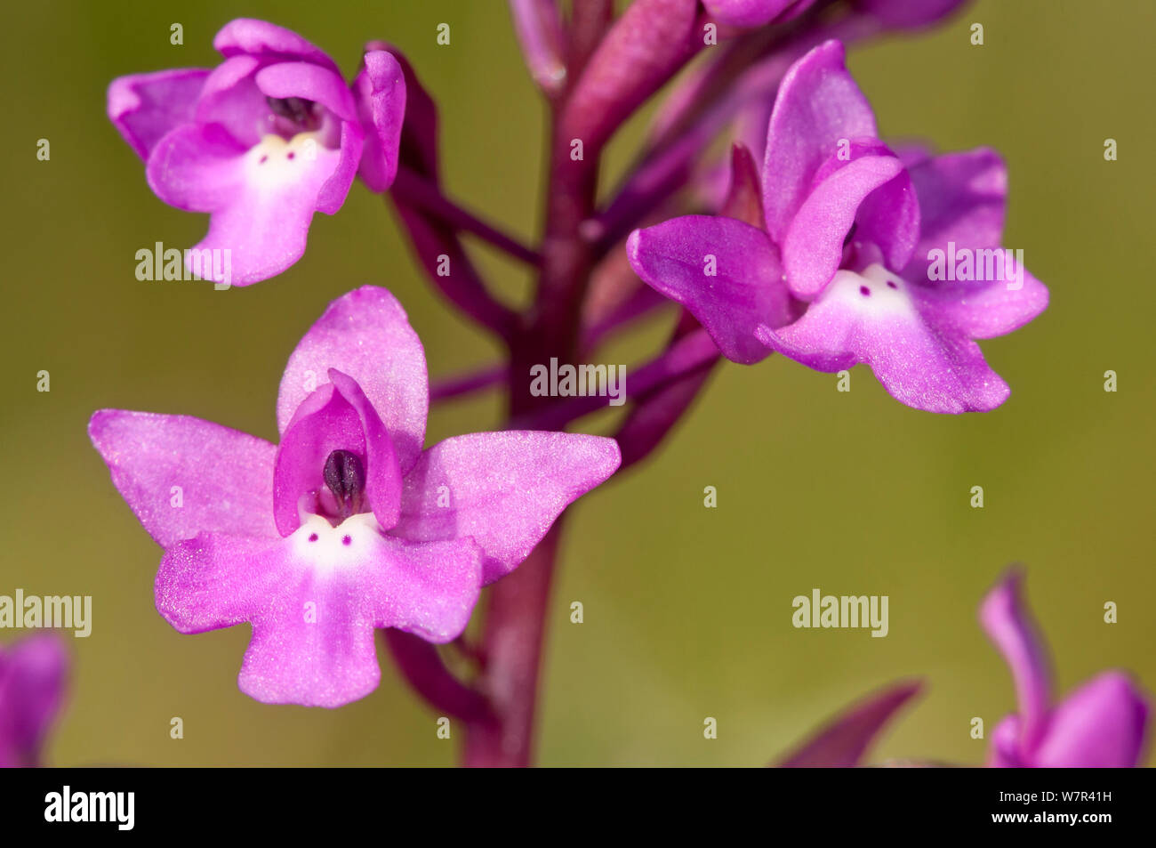 Four-spotted Orchid (Orchis quadripunctata) in flower, Photo Gious ...