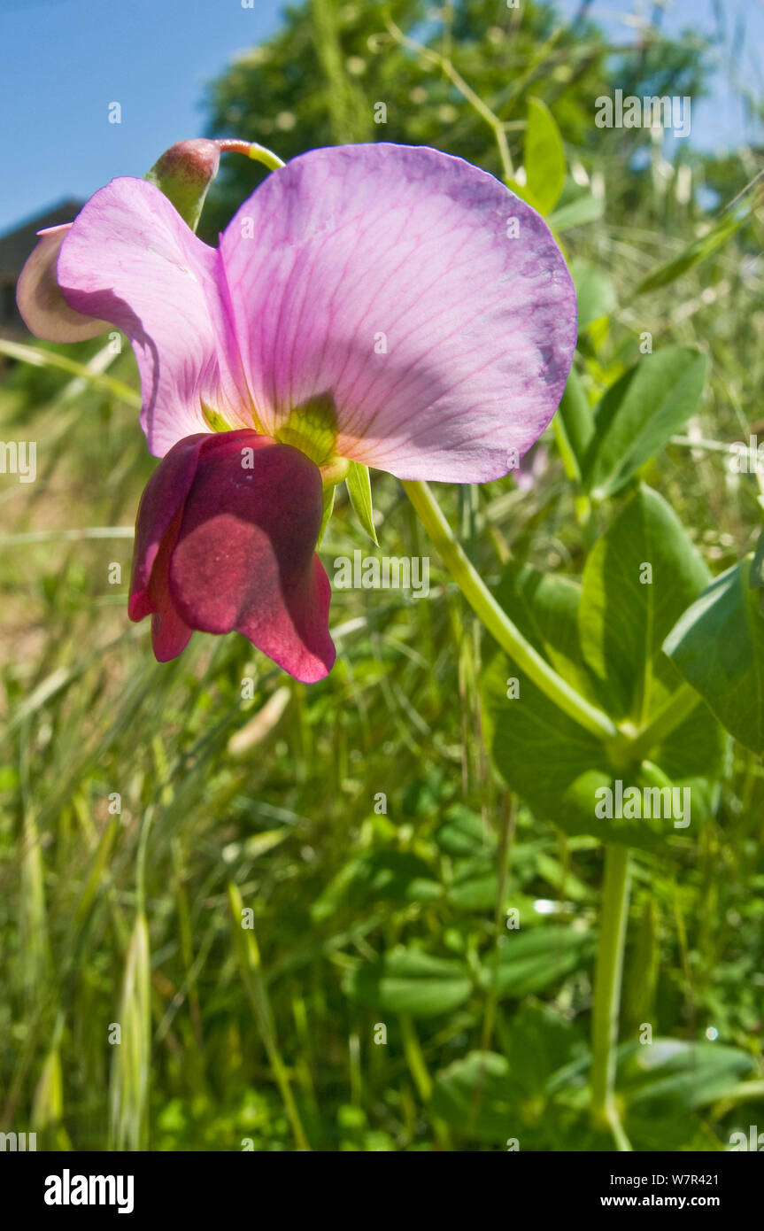 Pisum sativum flower hi-res stock photography and images - Alamy