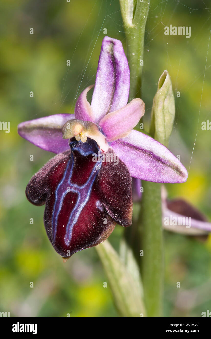 Ophrys genus hi-res stock photography and images - Alamy