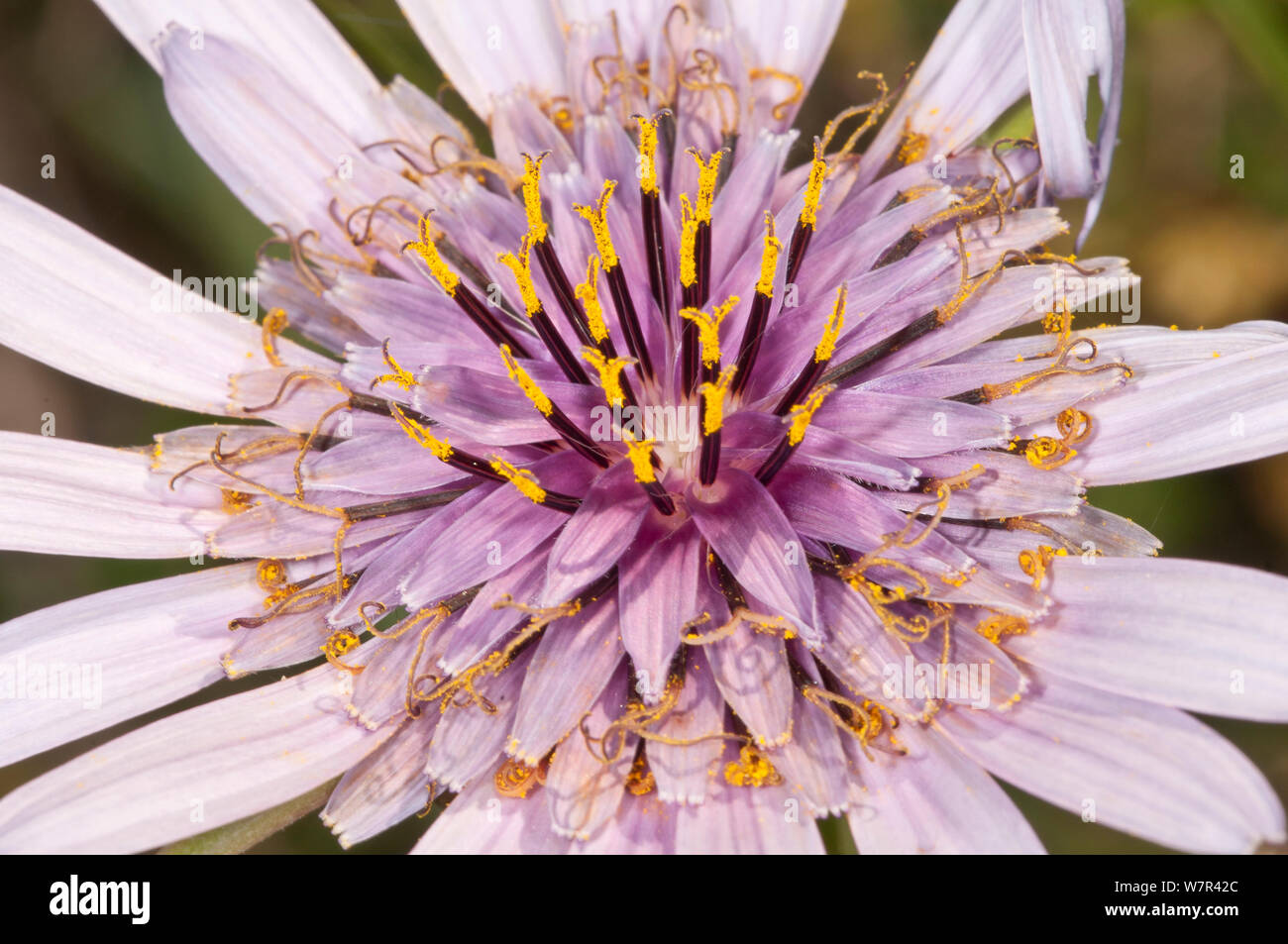 Pink Hawksbeard (Crepis rubra) flower, Plakias, Crete, April Stock ...