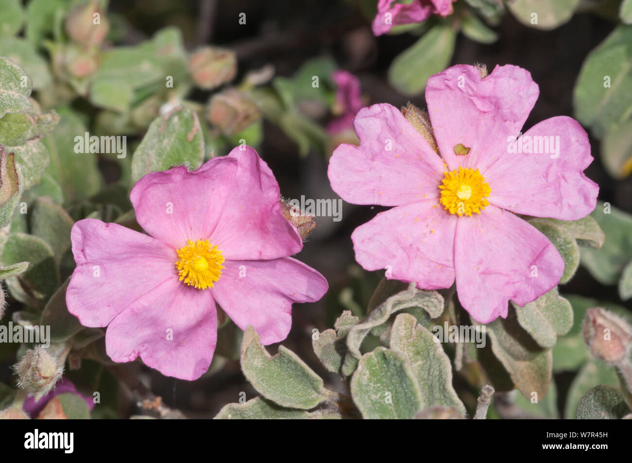 Cistus sp hi-res stock photography and images - Alamy