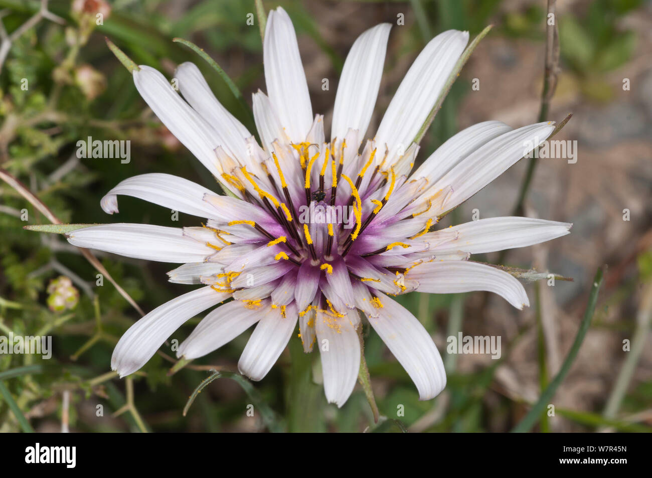 Hawks of greece hi-res stock photography and images - Alamy