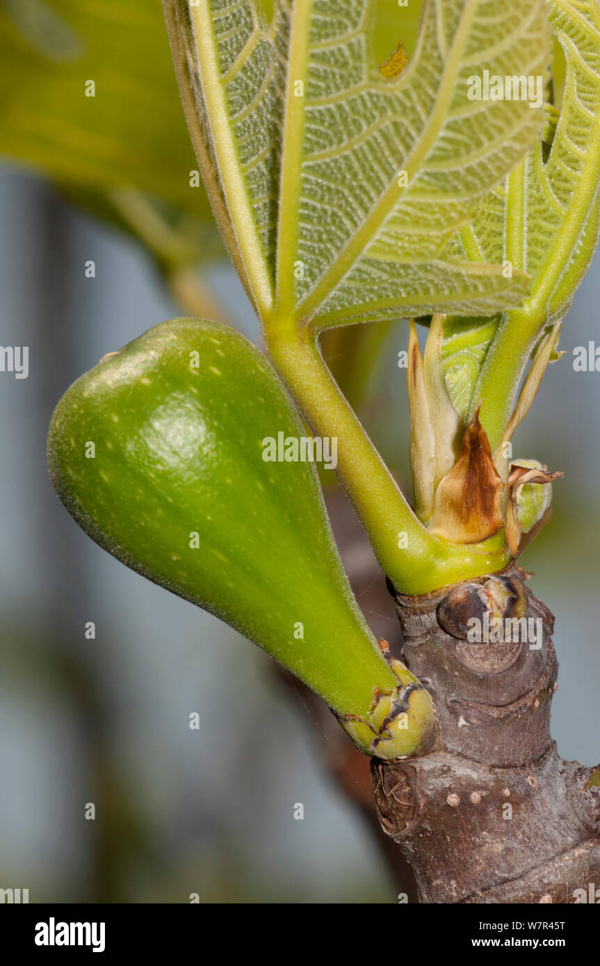 Greece crete fig tree hi-res stock photography and images - Alamy