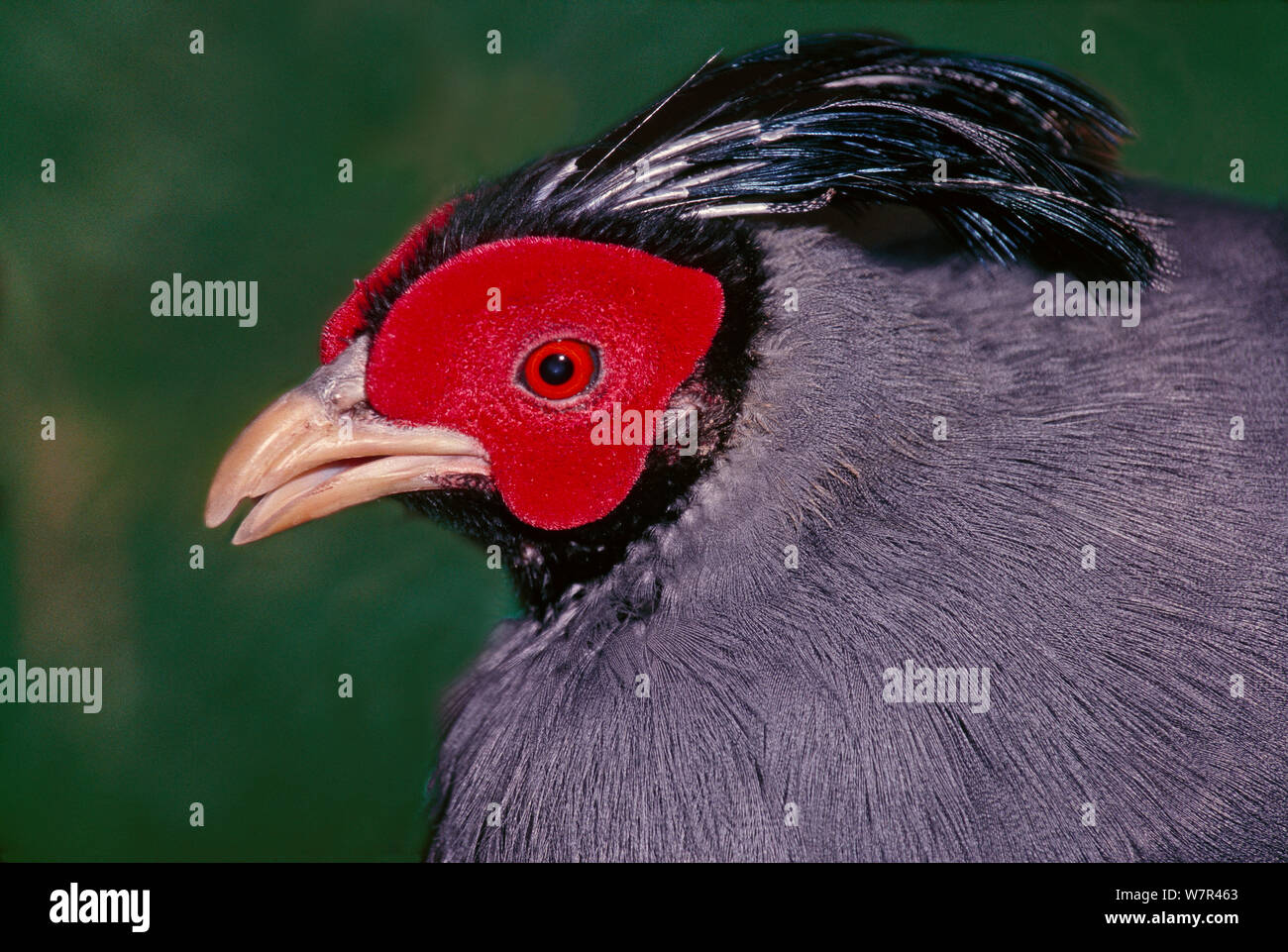 Crested Fireback (Lophura ignita) head portrait, captive Stock Photo ...