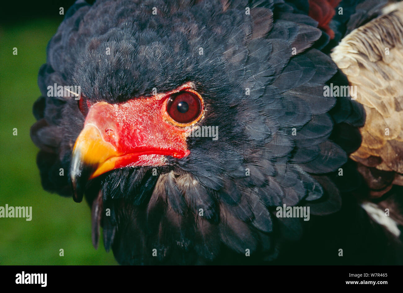 Bateleur eagle (Terathopius ecaudatus) head portrait, captive Stock ...
