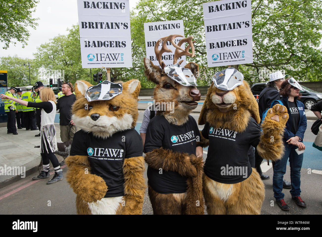 Bovine tuberculosis deer hi-res stock photography and images - Alamy