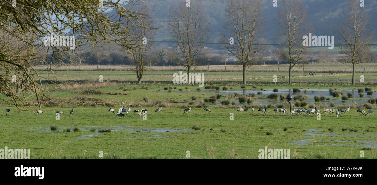 Aller Common Moor High Resolution Stock Photography and Images - Alamy