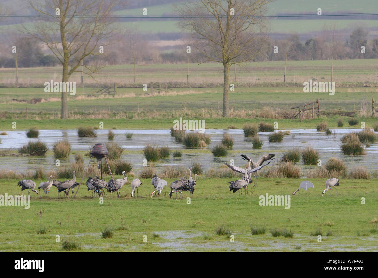 Aller common moor hi-res stock photography and images - Alamy