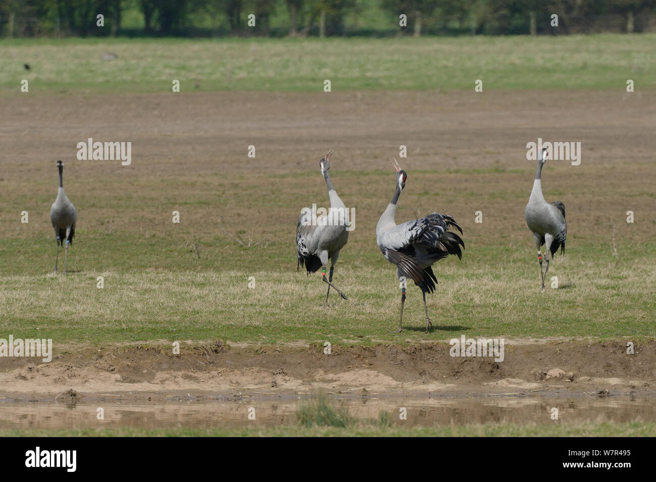 Three year old Common / Eurasian cranes (Grus grus) 'Monty', 'Chris ...