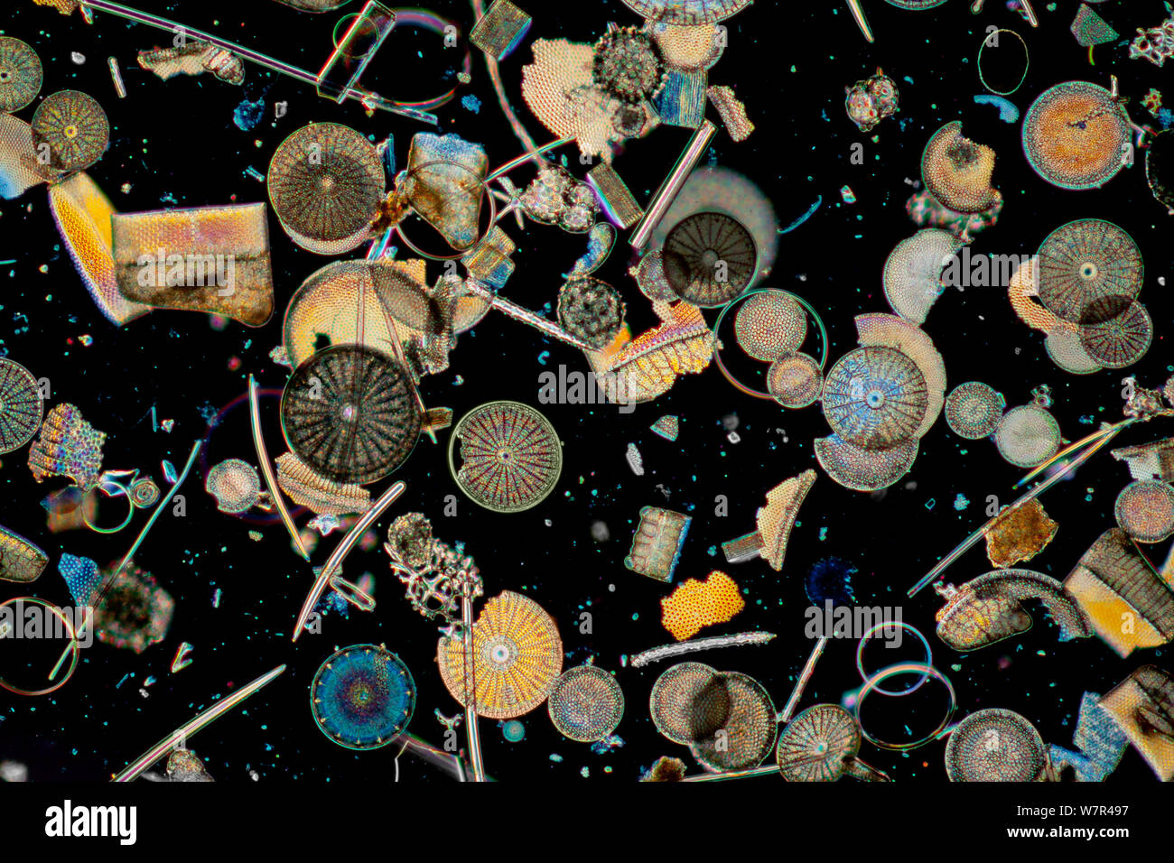 Fossil diatoms photomicrograph hi-res stock photography and images - Alamy