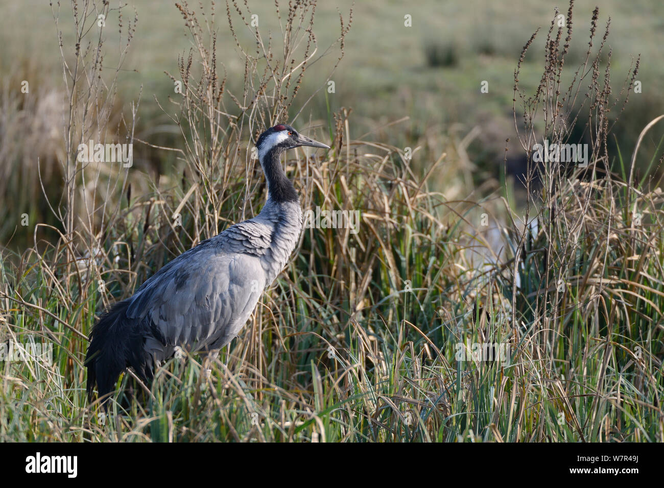 Three year old Common / Eurasian crane (Grus grus) 'Sedge' released by ...